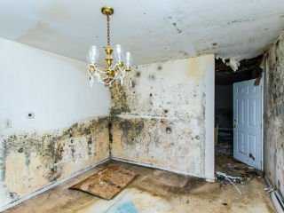 mold-help-sick-buildings | Mold-Help.org - The world's largest TOXIC ...